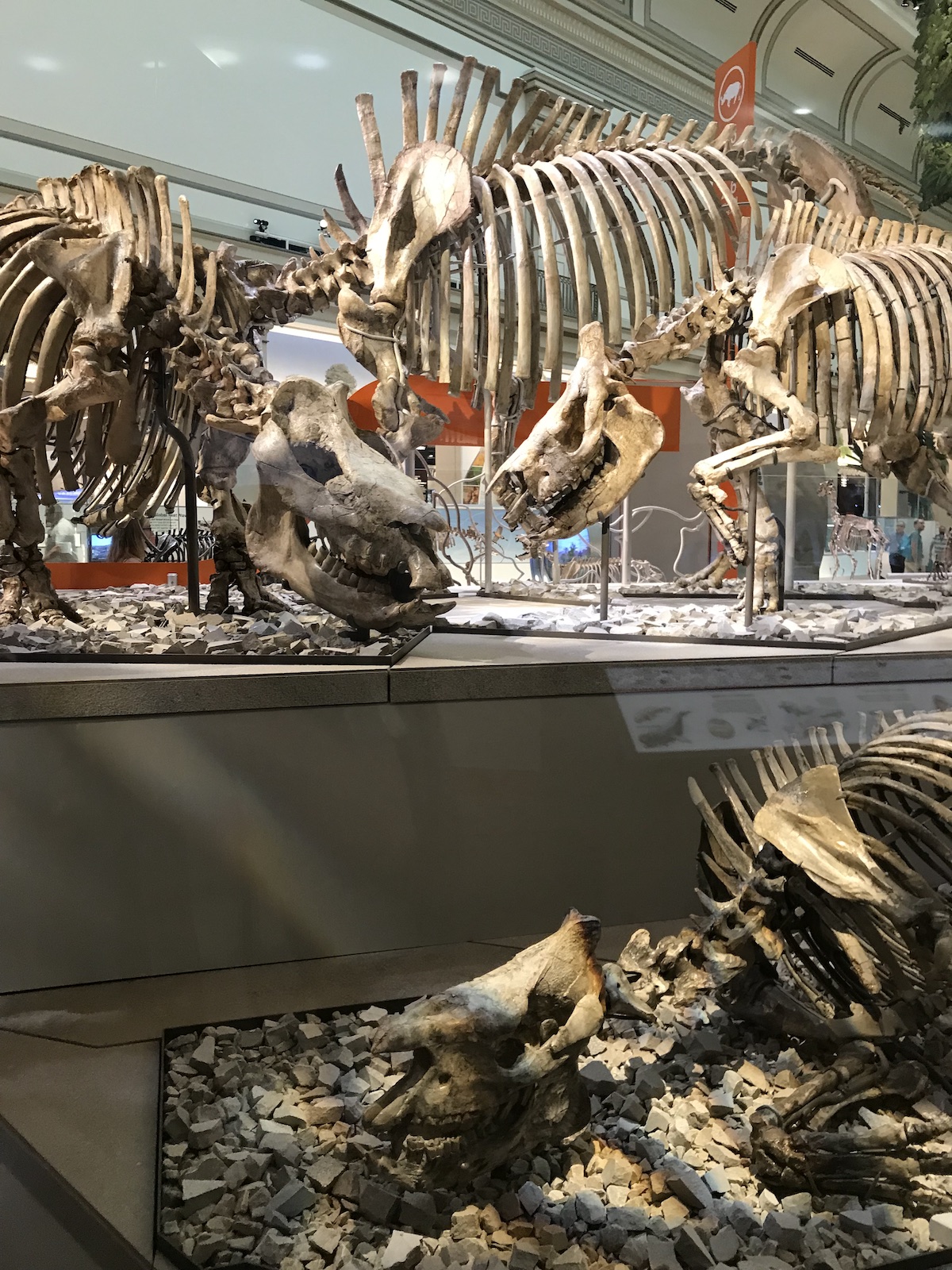 David H. Koch Hall of Fossils - Deep Time opens at Smithsonian National ...